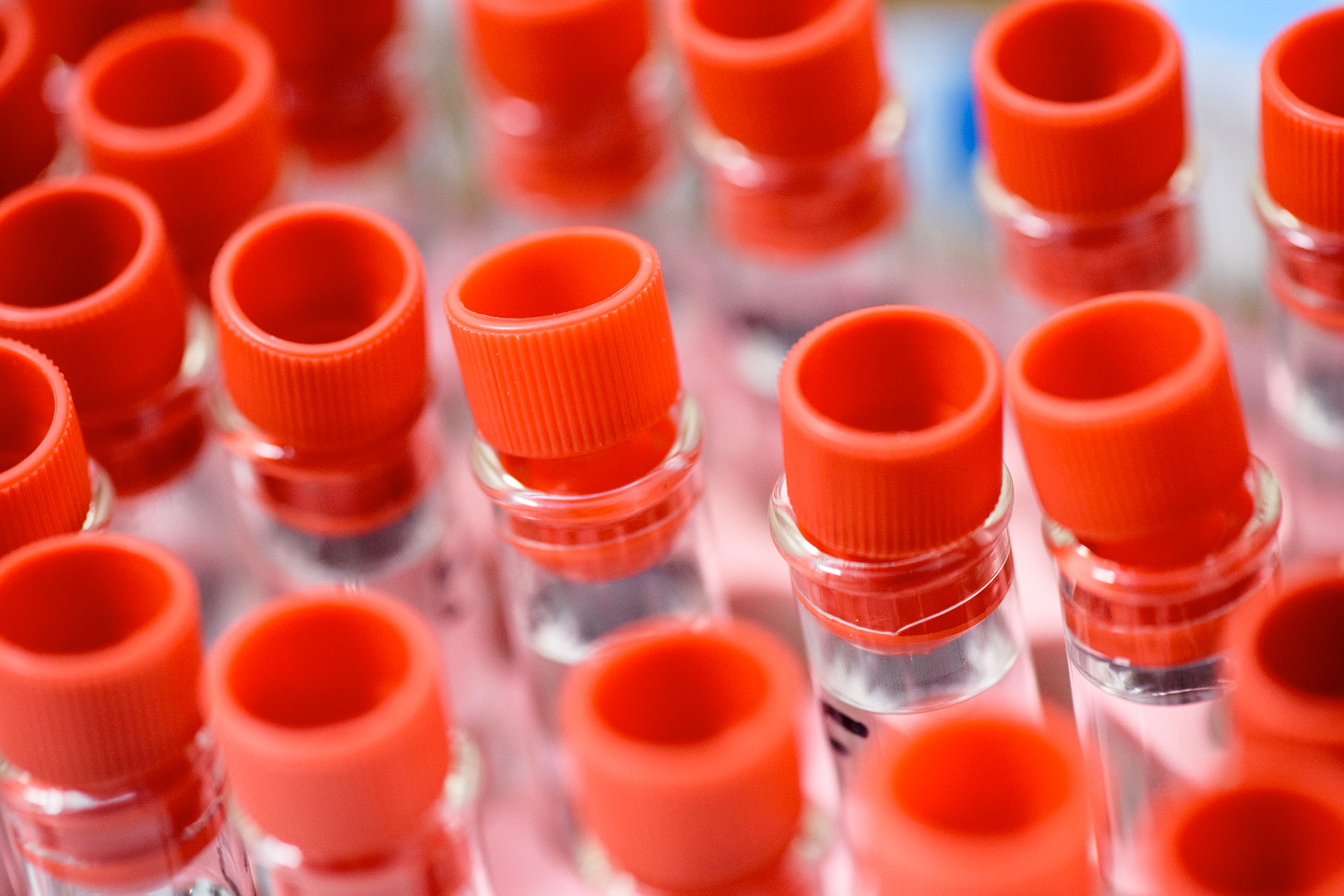 MAIN SERVICES | Chiman S.r.l.