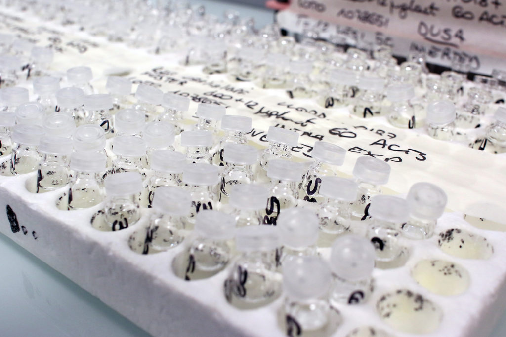 SERVICES | Chiman S.r.l.